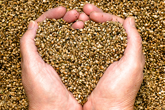 Everything You Need to Know about Hemp Hearts - Joe Cross